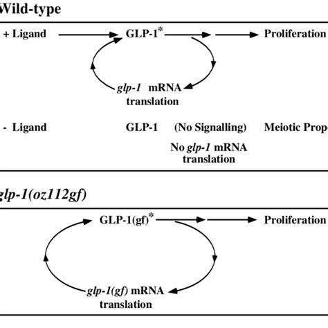 Model For Positive Feedback Of Glp 1 Signalling On Glp 1 Expression In Download Scientific