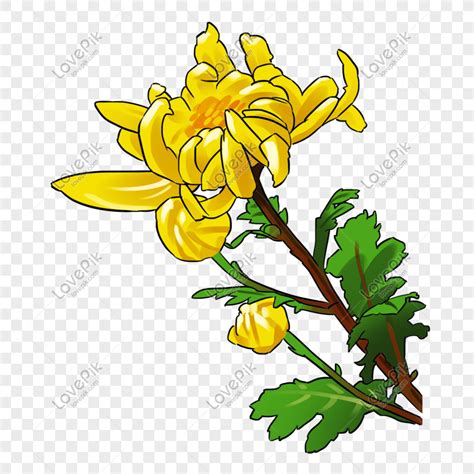 만화 손으로 그린 황금 국화 꽃 지점 Png 일러스트 무료 다운로드 Lovepik