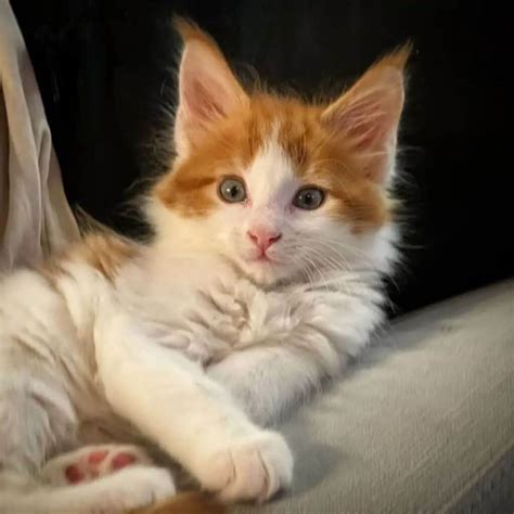 21 Heart Melting Photos Of Maine Coon Kitten Paws