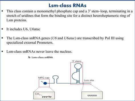 Small Nuclear Rna PPTX