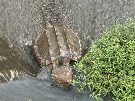 Alligator Snapping Turtle Habitat