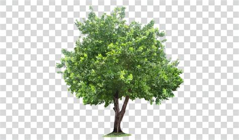 عکس درخت دوربری شده دانلود رایگان Png