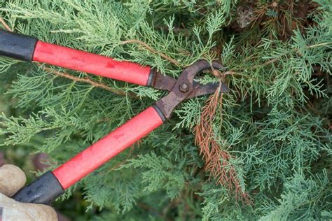 How To Trim Juniper Shrubs Hunker Juniper Shrub How To Trim Bushes Shrubs