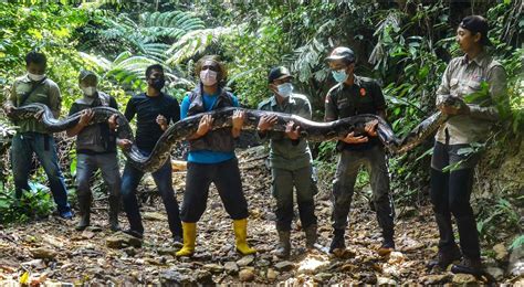 30 Ft Python Caught In Indonesia Assume Its A Retic Rwhatsthissnake
