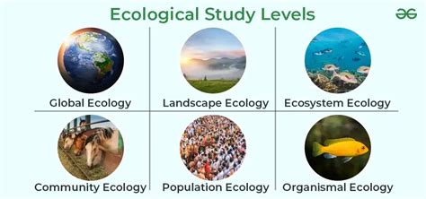Population Ecology Examples Population Ecology Digital Task Cards