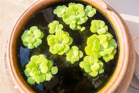 Duckweed Edible For Humans Are All Duckweed Edible