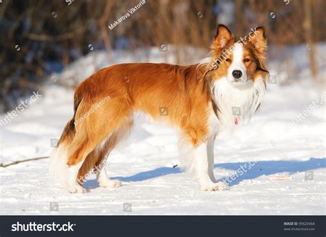 Border Collie Sable