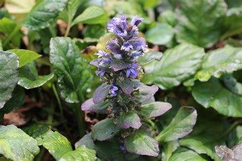 Ajuga Reptans