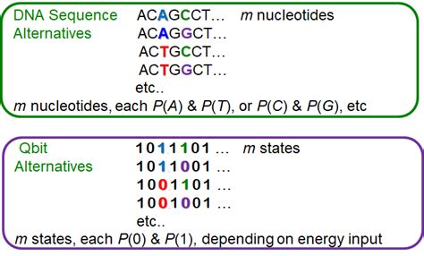 Similarities Of Dna And Quantum Computing In The Dna In The Upper