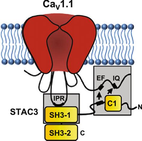 Model Showing Two Distinct Interaction Sites Between Stac3 And Ca V Download Scientific Diagram