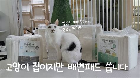 열심히 쉬야를 뿌렸더니 배변패드 광고를 받았다 아싸 흡수 잘되네~ Youtube