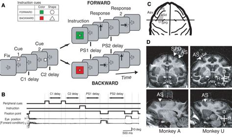 The Sequence Selection Task And The Location Of Recording Sites A Download Scientific