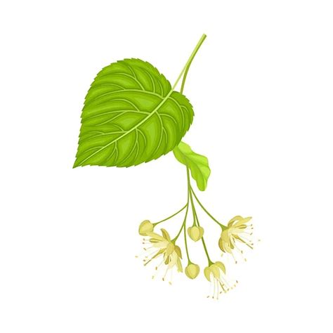 椴树或菩提树，有一簇芬芳的黄白色花朵和绿色的花菩草叶矢量插图 花瓣网