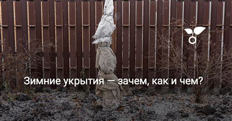 Зимние укрытия - зачем, как и чем? Фото — Ботаничка