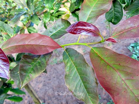 Nyssa Sylvatica ‘red Red Wine Esveld Shop