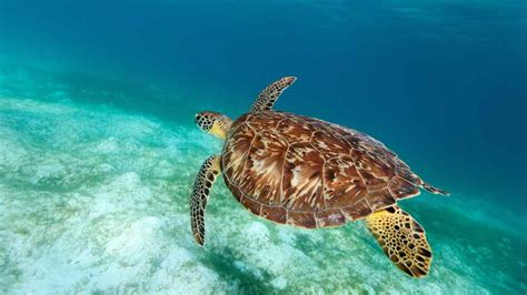 Diferencias Del Caparazón Entre La Tortuga Y La Tortuga De Agua