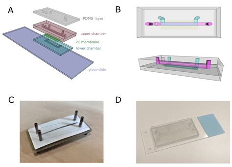 Generation Of A Simplified Three Dimensional Skin On A Chip Model In A Micromachined