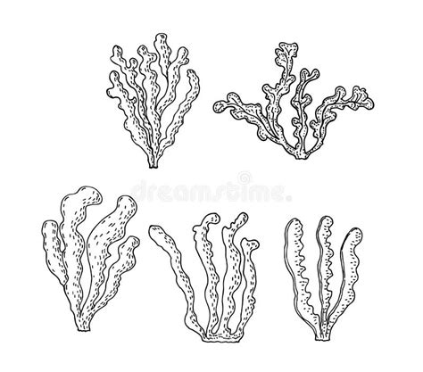 Brown Algae Ectocarpus Labeled Sketch Coloring Page