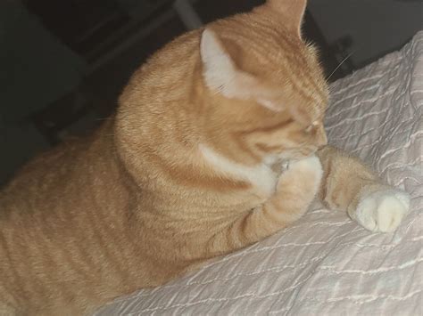 내 친구 자유 에펨코리아