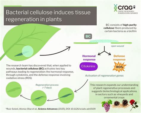 Cellulose In Plants Lunar Salad Thrives On Vtts Cellulose Based Vtt
