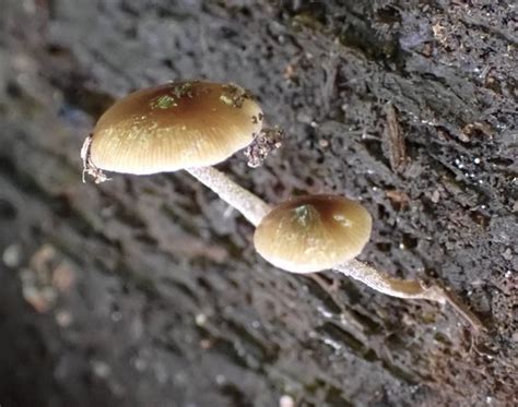 Viscid Bolbitius Bolbitius Viscosus Mushrooms Of Nebraska
