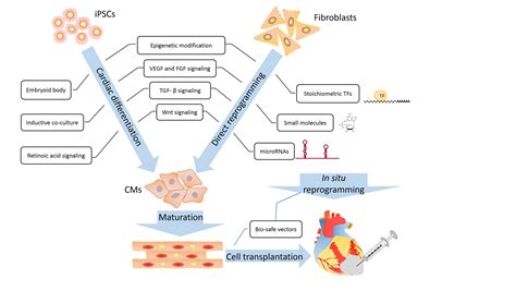 IJMS Free Full Text Strategies And Challenges To Improve Cellular Programming Based