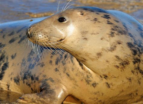 Definitive Guide To Gray Seal Facts Habitat Conservation Status Zoo