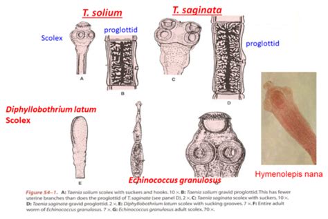 Hymenolepis Nana Gravid Proglottid