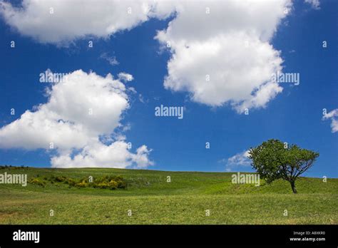Landscape With Tree And Blue Sky And Clouds Stock Photo Alamy