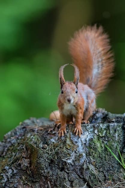 Premium Photo Red Squirrel In The Forest
