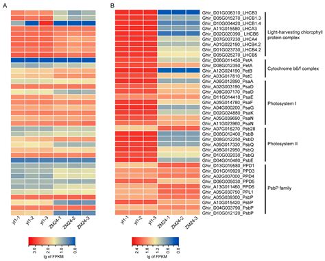 Integrative Transcriptomics And Proteomics Analysis Of A Cotton Mutant