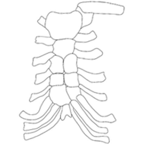 Human Sternum With Unfused Accessory Ossification Centres In The Download Scientific Diagram