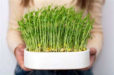 유기농 완두콩 마이크로 그린 콩나물을 들고있는 여성 건강한 식습관과 유기농 식품의 개념 건강한 생활방식에 대한 스톡 사진 및 기타 이미지 건강한 생활방식 건강한 식생활
