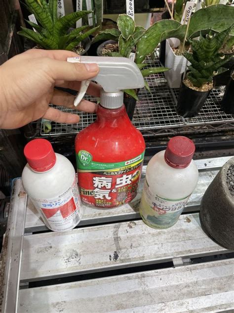 エイレンシス育成日記 番外 ダニをぶっ す