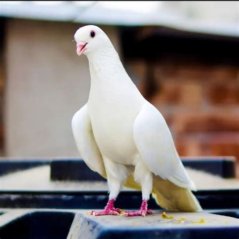 Md Mubin Ahmed Youtube