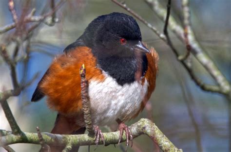 25 Orange Birds In North America Inc Awesome Photos