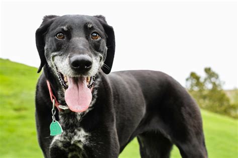 Glaucoma In Dogs Causes Symptoms And Treatment Options