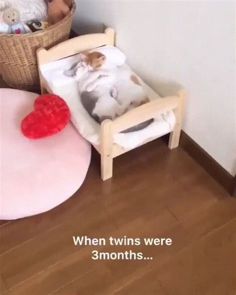 So Cute And Theyre Precious R Thecuddlepuddle