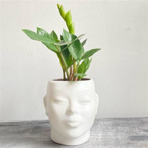 Замиокулькас в кашпо Голова Живые растения в Москве купить по цене 2000 Rub Цветы в горшках в