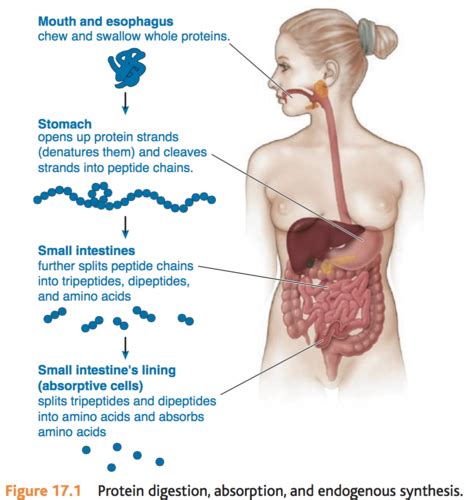Protein Digestion And Amino Acid Absorption Flashcards Quizlet