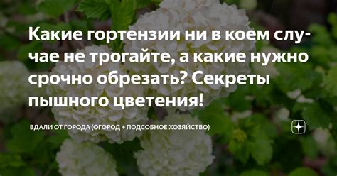 Какие гортензии ни в коем случае не трогайте а какие нужно срочно обрезать Секреты пышного