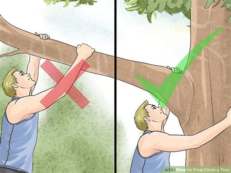 How To Free Climb A Tree With Pictures WikiHow Fitness