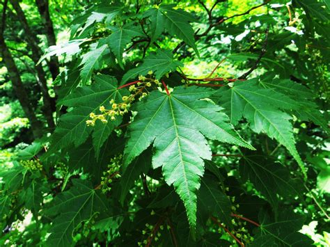 奥多摩植物目録