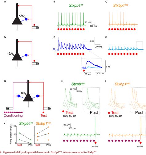 Figure 1 From Protocol For Quantifying Pyramidal Neuron Hyperexcitability In A Mouse Model Of