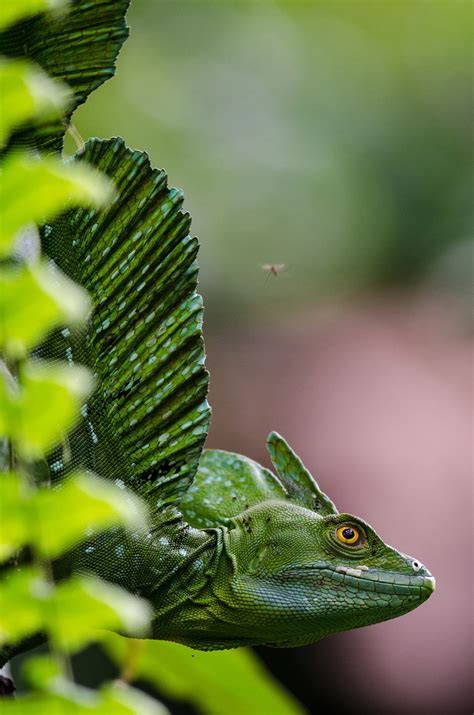 Basilisk Lizard Smithsonian Photo Contest Smithsonian Magazine