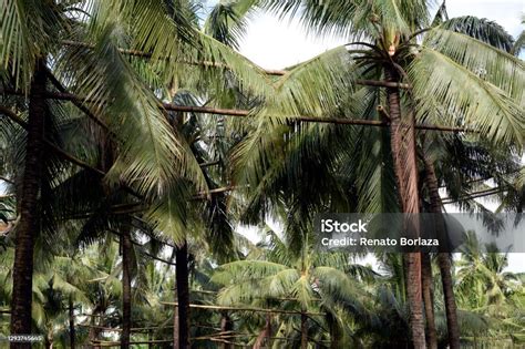 대나무 기둥 비계는 수액을 수집하기 위해 토디 테이퍼 다리가 하나의 루프에 모든 나무를 연결하는 코코넛 나무를 높게 묶었다