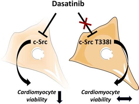Dasatinib Targets C Src Kinase In Cardiotoxicity Pmc