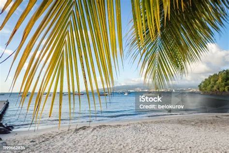 포트 드 프랑스 마르티니크 섬 카리브 해의 전경을 조망할 수 있는 안세 라네 해변에서 야자수와 부두가 있는 아름다운 모래 해변 포르 드 프랑스에 대한 스톡 사진 및 기타