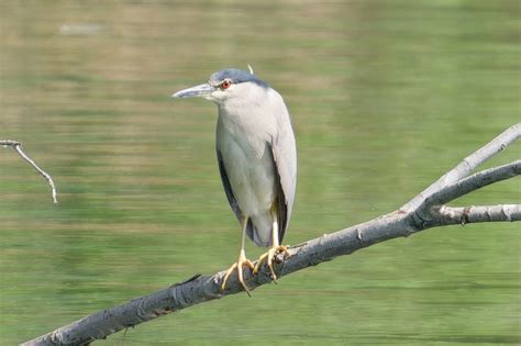 Black Crowned Night Heron Birdforum