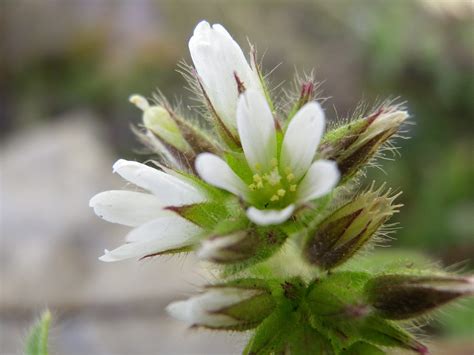 阿蘭陀耳菜草 オランダミミナグサ の花が見られました 自然風の自然風だより